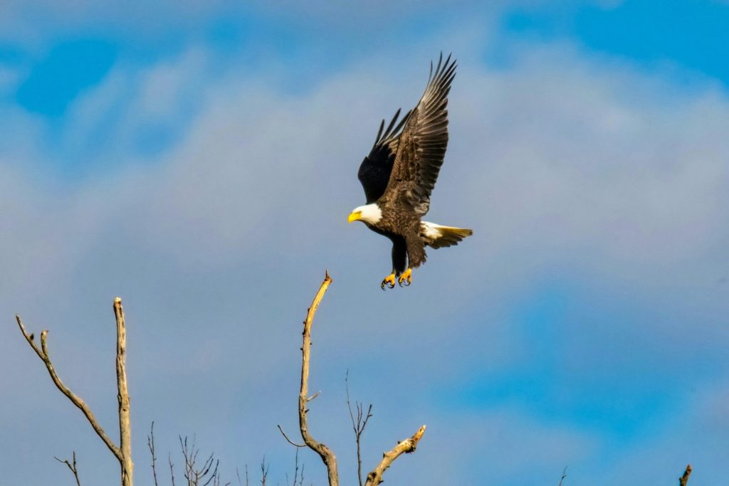 What you need to know if you want to spot a Bald Eagle | Wisconsin ...