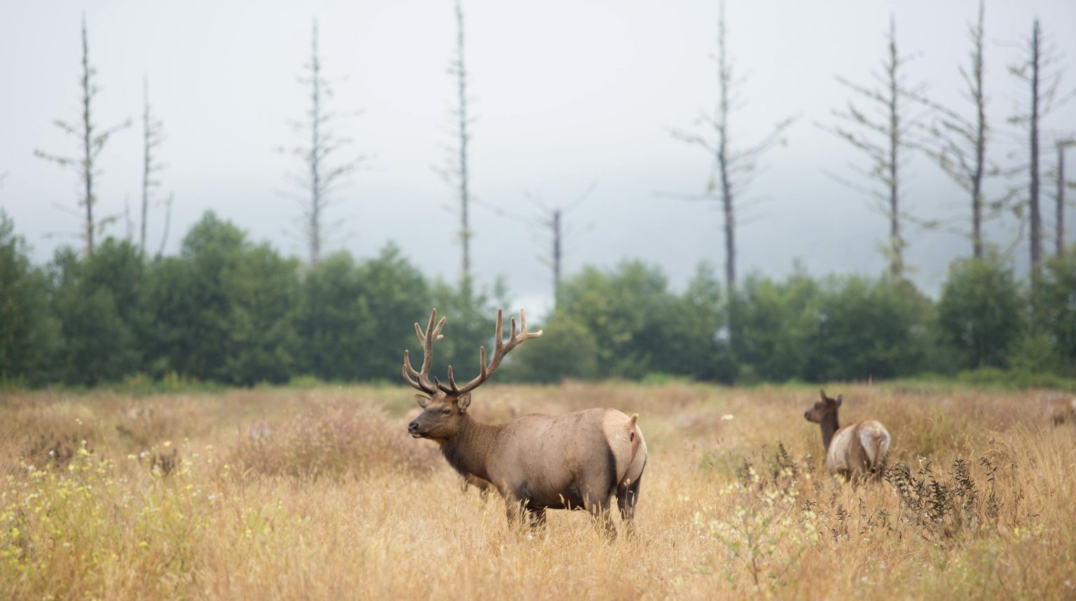 Wisconsin 2026 Elk Season Applications Open: What you need to know ...